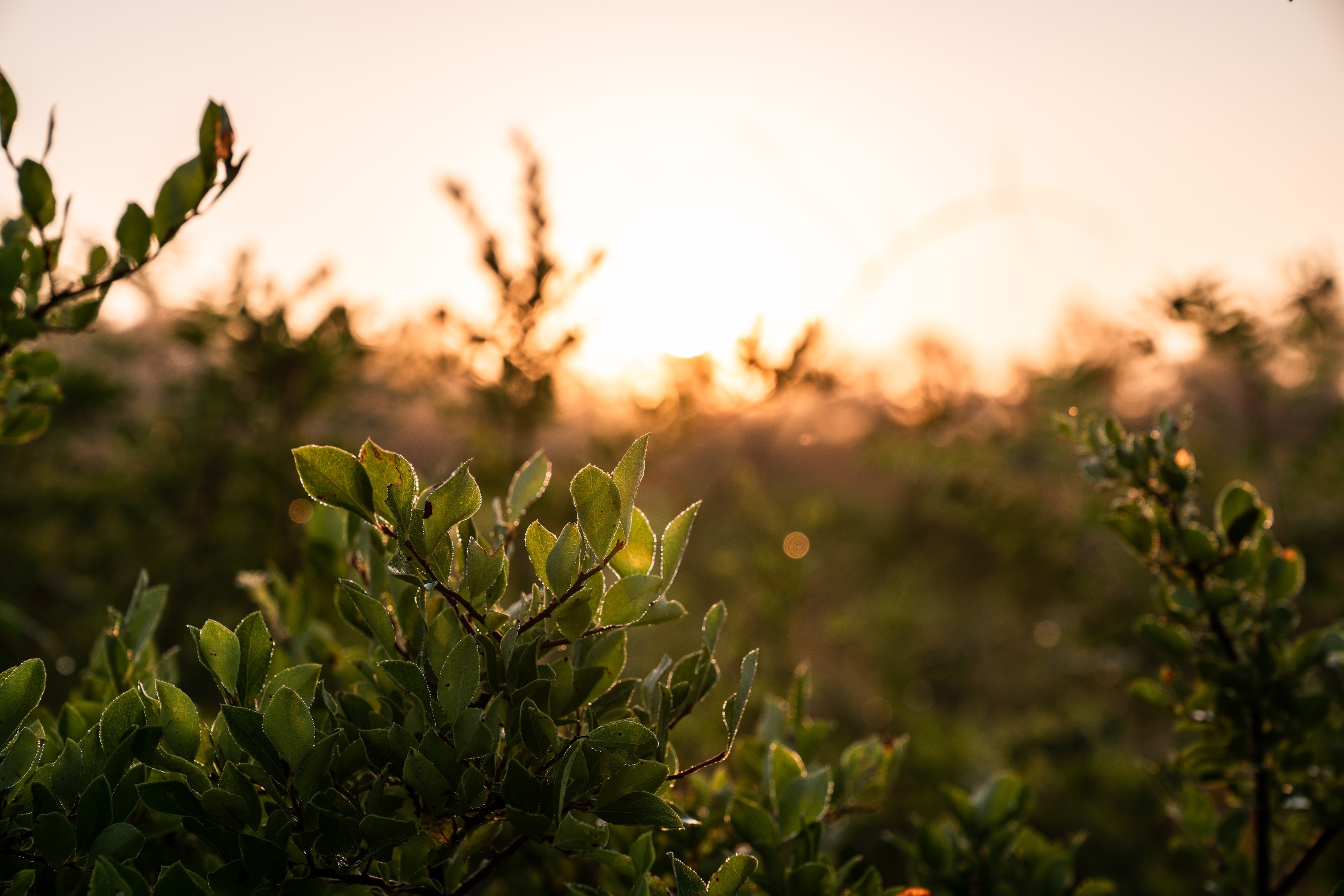 Products - Lane Shark USA - Brush Cutter