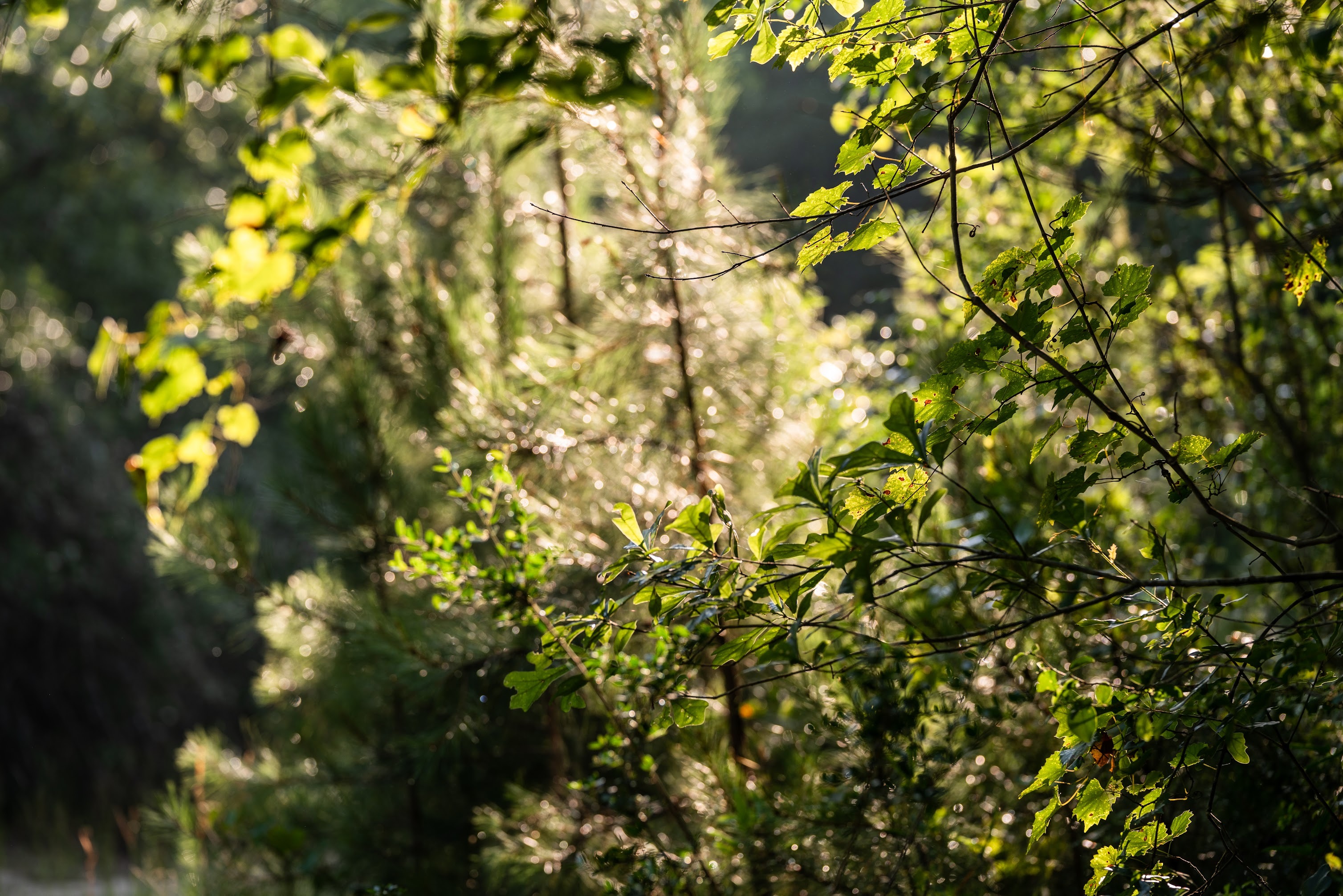 Products - Lane Shark USA - Brush Cutter