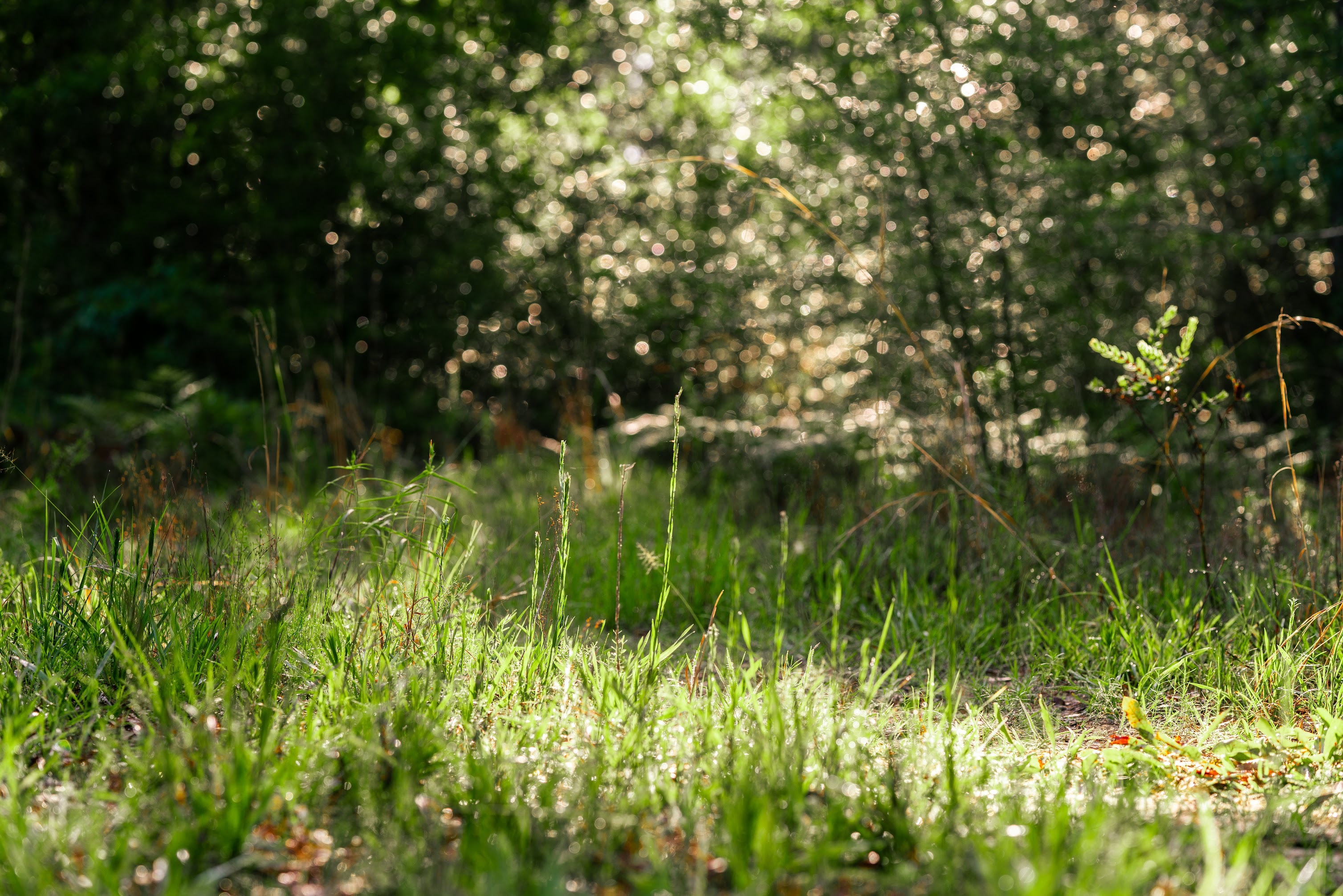 Products - Lane Shark USA - Brush Cutter